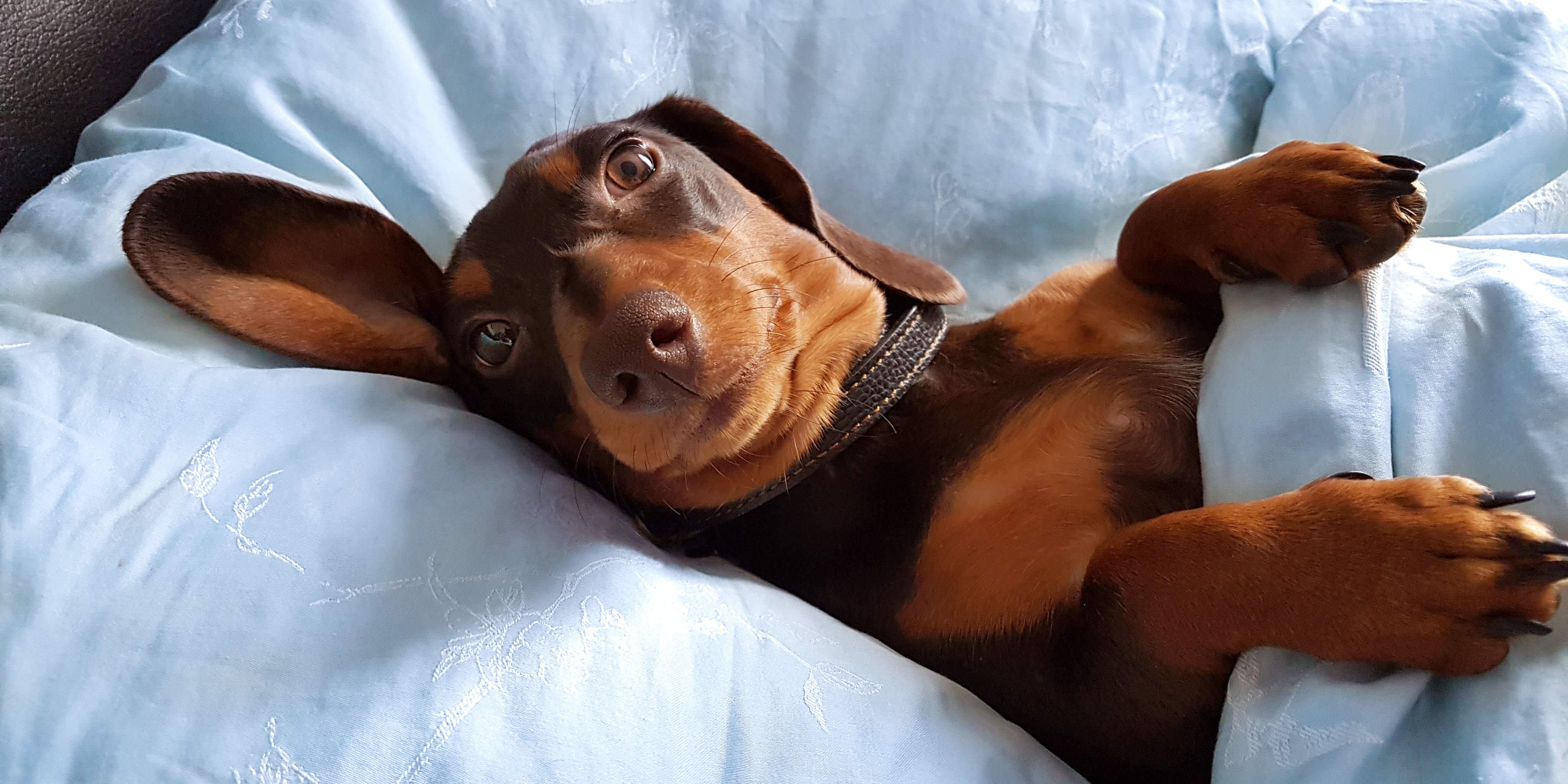 Relatable Dog GIFs | POPSUGAR Pets