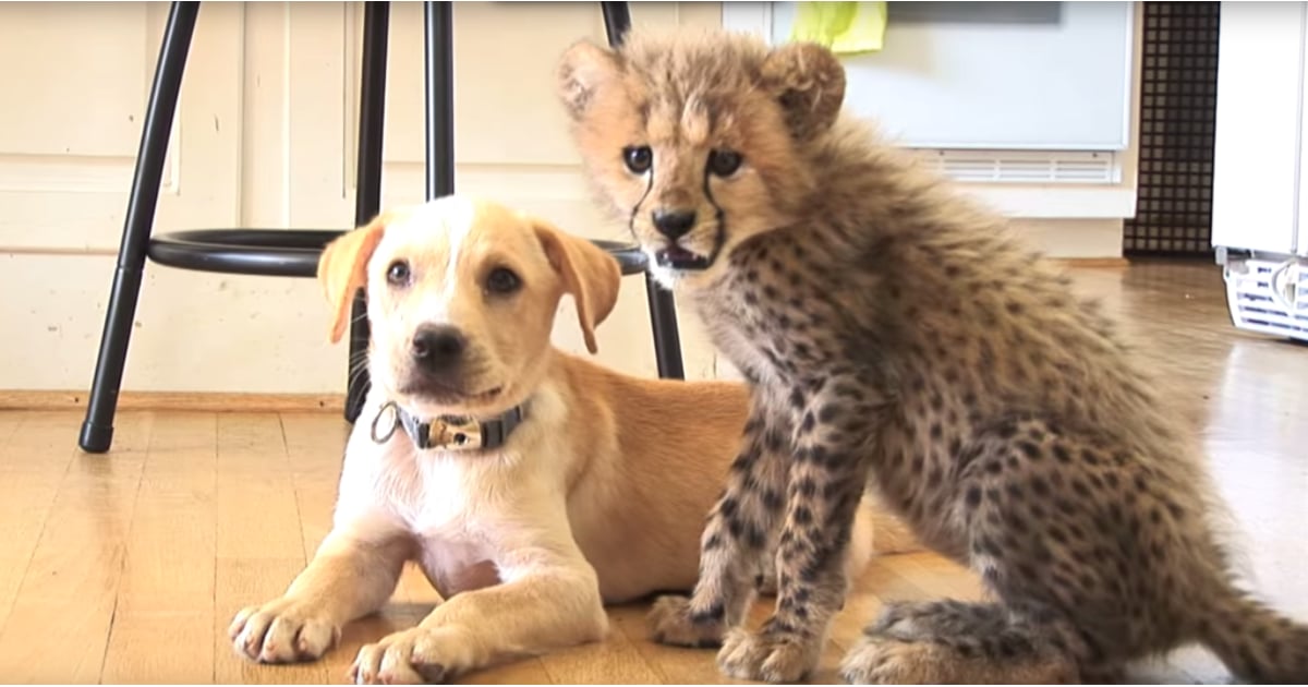 Dog and Cheetah Best Friends | Video | POPSUGAR Pets