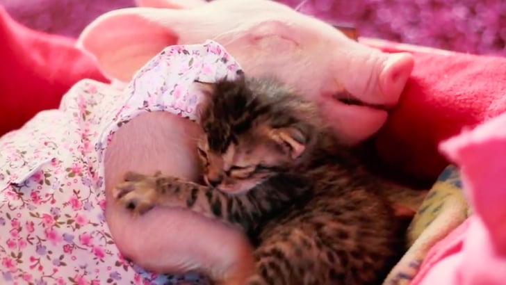 Kitten and Piglet Friends | Video | POPSUGAR Pets