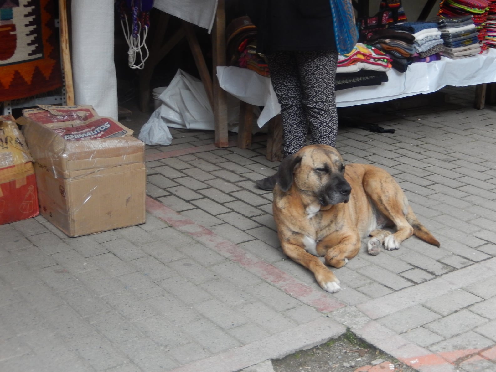Street Dogs in Peru | PS Pets