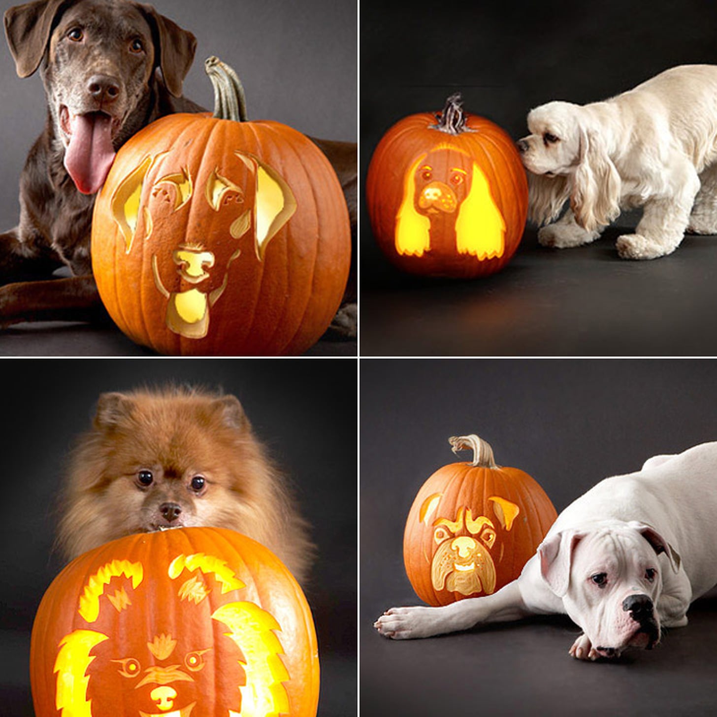 Downloadable Dog Breed Pumpkin Stencils | PS Pets
