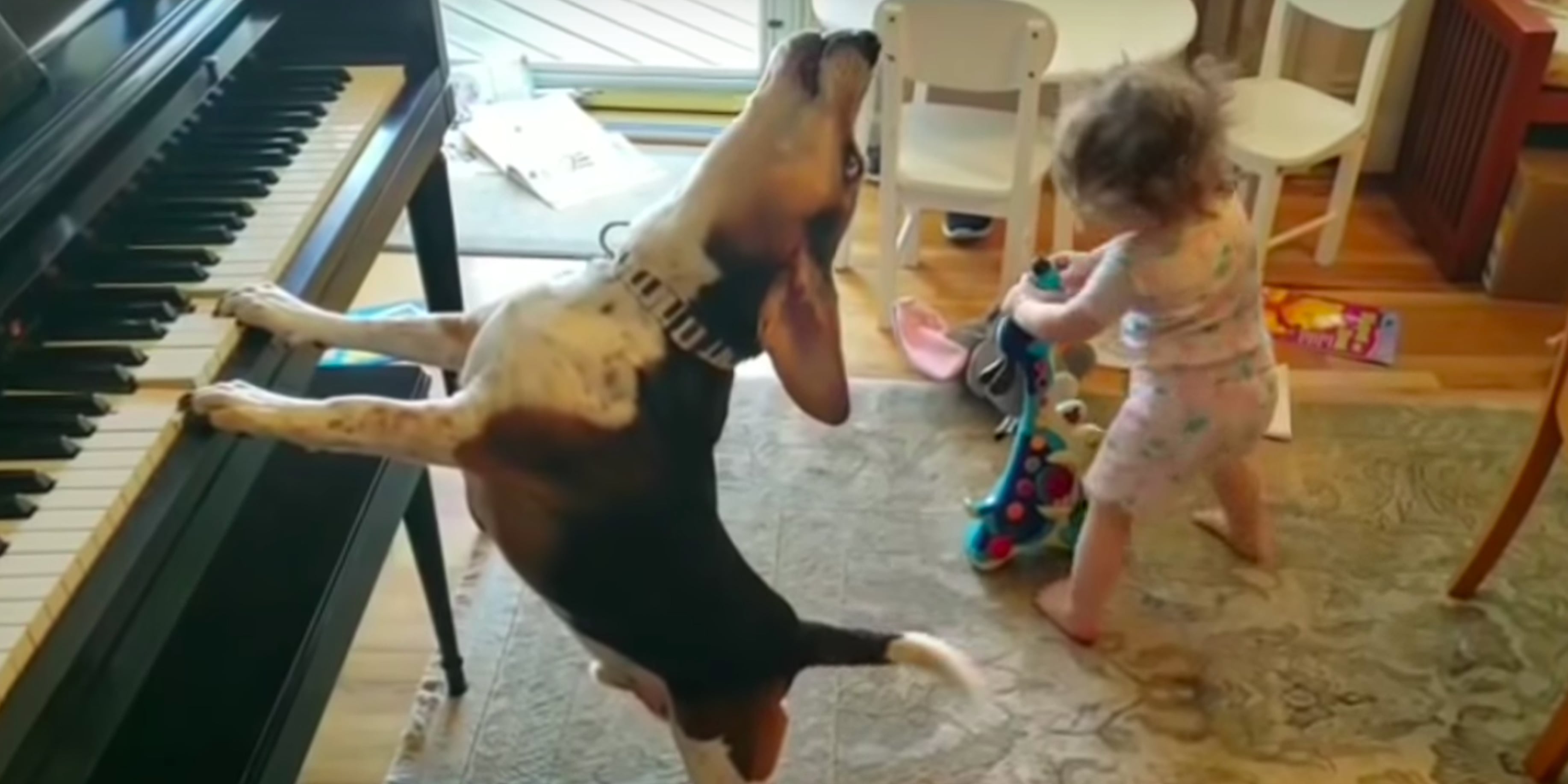 Video of Beagle Playing the Piano With a Little Girl Dancing | POPSUGAR ...