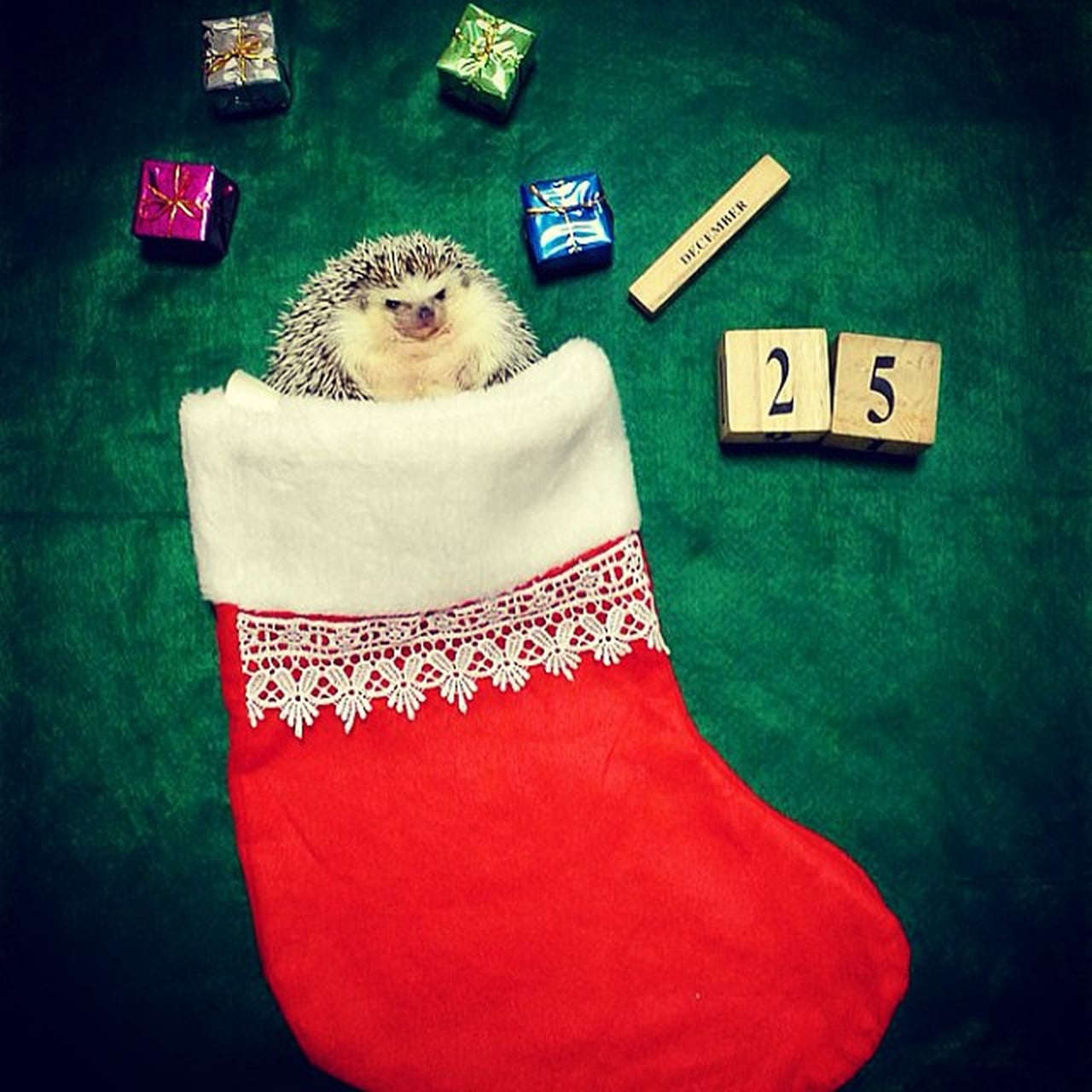 Marutaro the Hedgehog Instagram | PS Tech