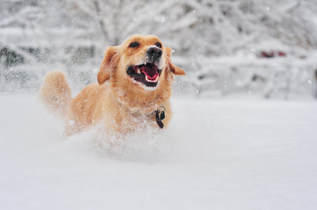 Cute Photos of Dogs in the Winter | POPSUGAR Pets