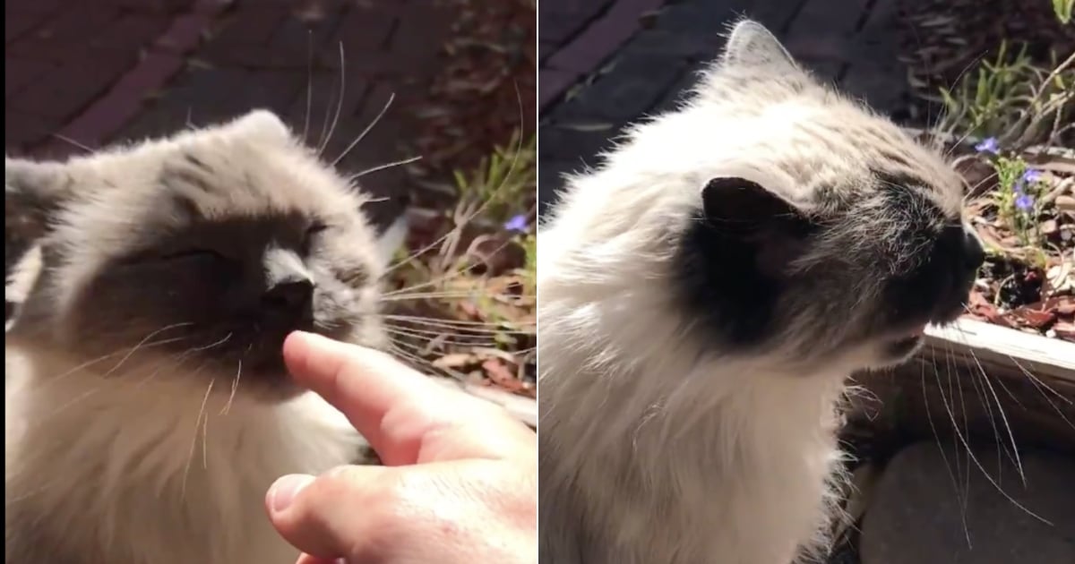 Funny Video of a Cat Licking Human Before Hissing at It | PS Pets