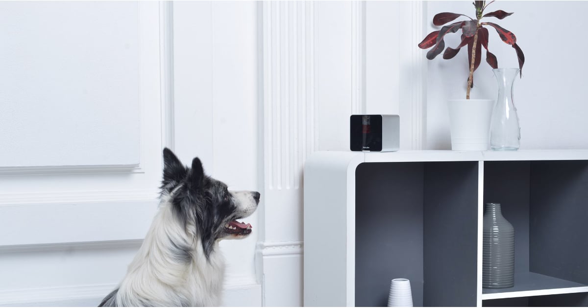 Best Pet Gadgets 2016 | POPSUGAR Tech