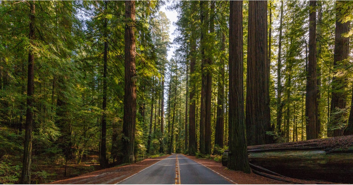 Where Is the Emerald Triangle From Murder Mountain? | POPSUGAR ...