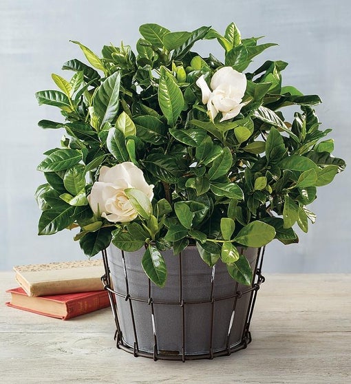 Gardenia Best Indoor Flower Plants For Beginners POPSUGAR Home Photo 3 gardenia-best-indoor-flower-plants-for-beginners-popsugar-home-photo-3