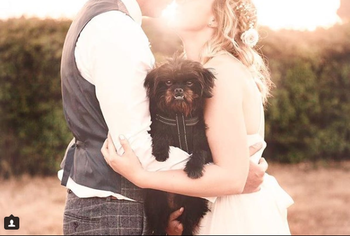 Dogs Photobombing Weddings | PS Family