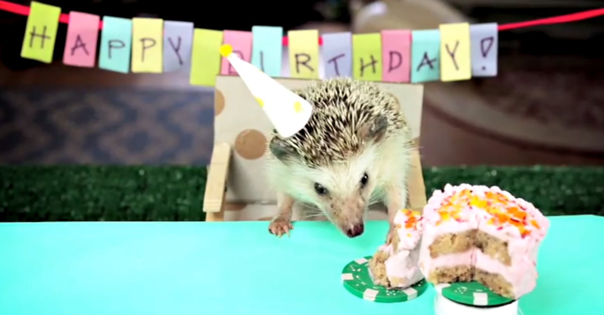 Hedgehog Eating Tiny Cake | Video | PS Food