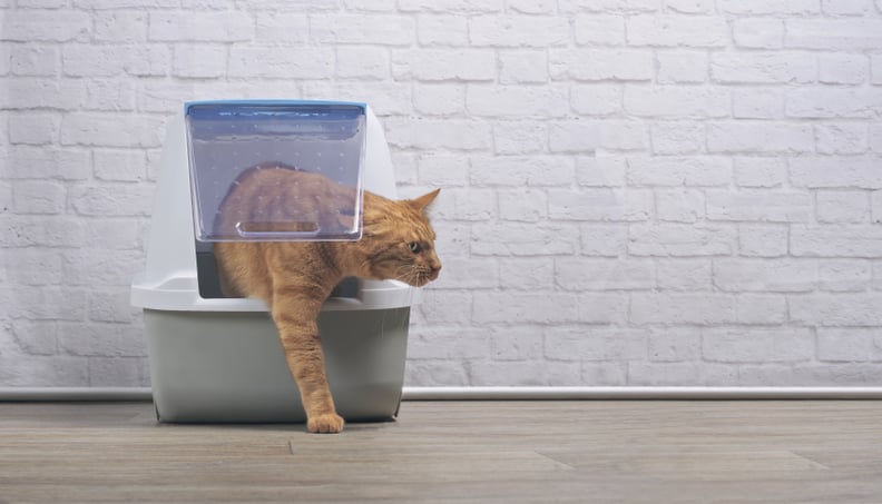 How to Control Litter Box Odor | POPSUGAR Pets