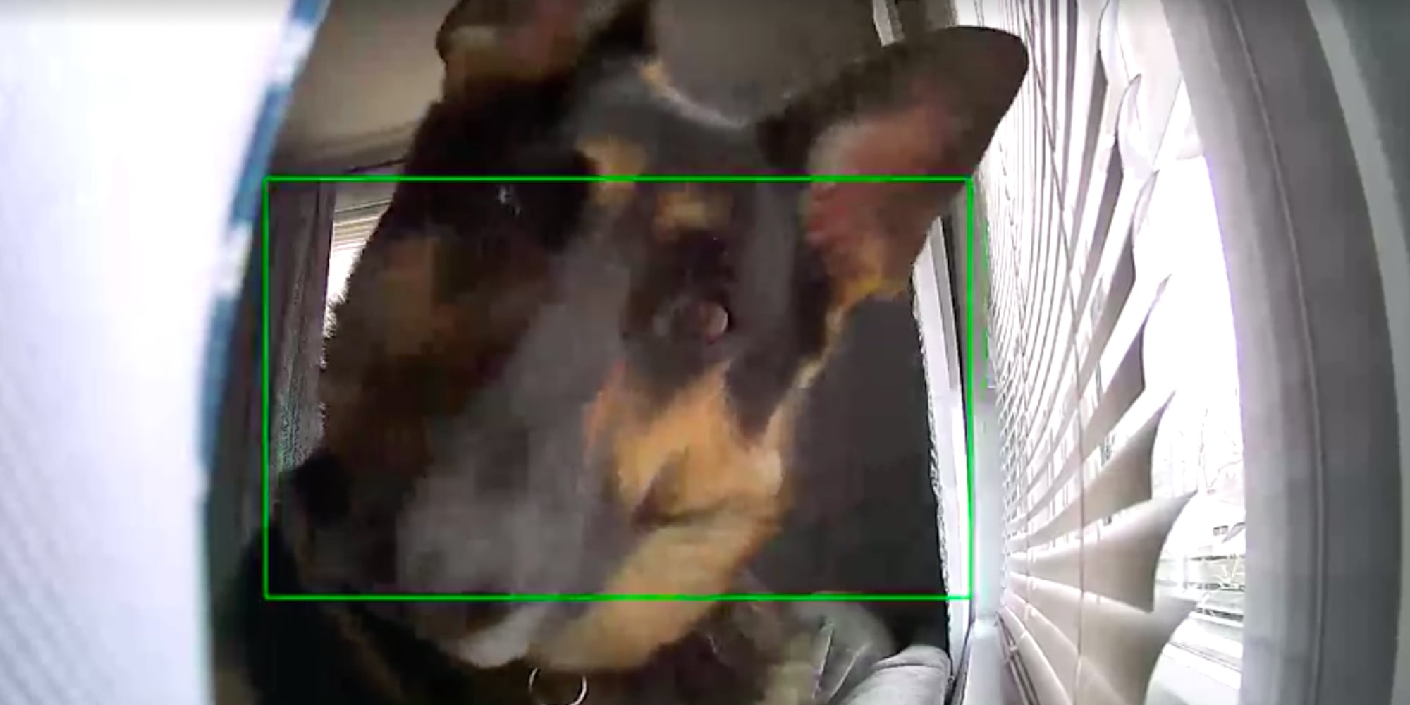 German Shepherd Dog on Security Camera | PS Pets