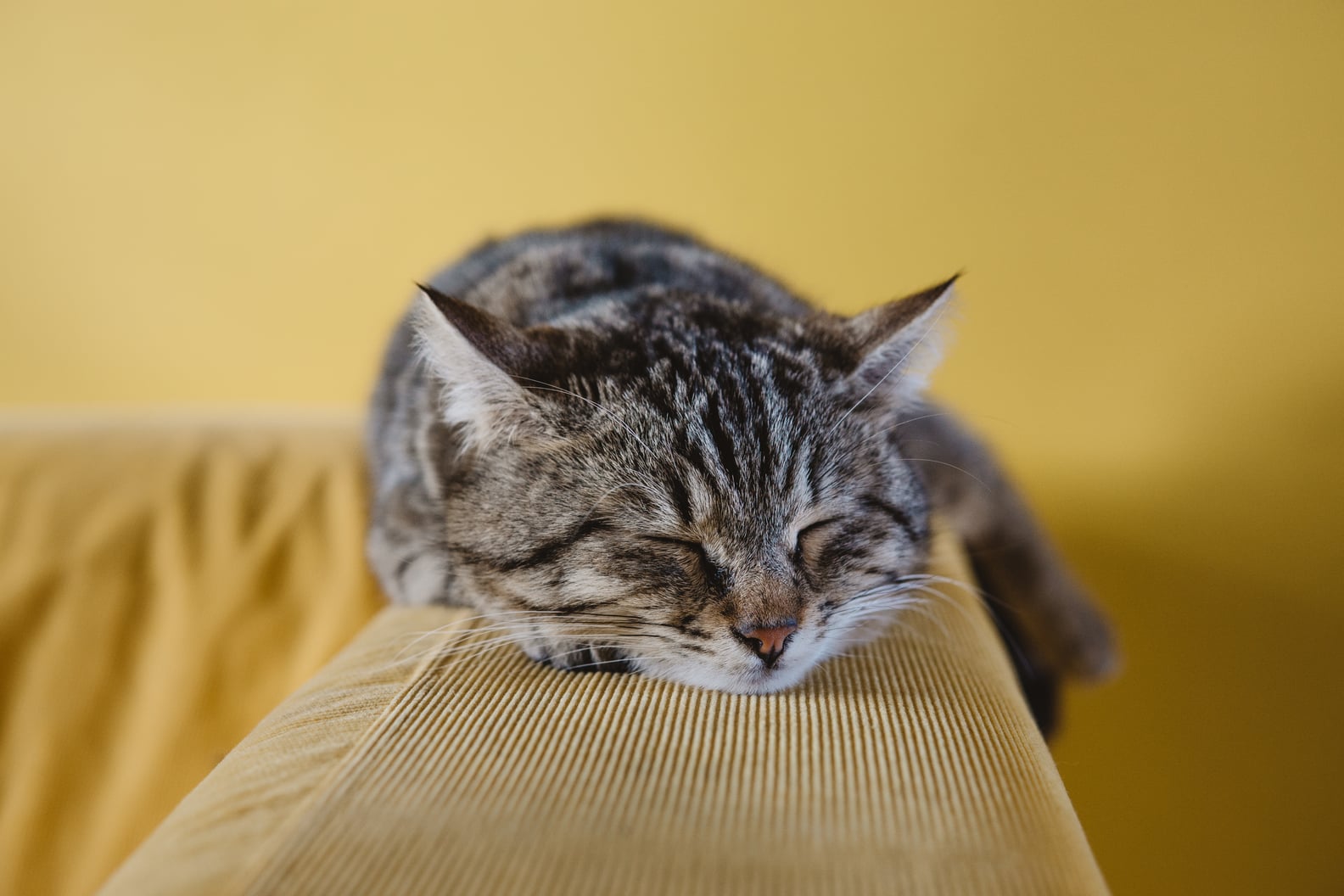 Animals Sleeping Pictures | PS Family