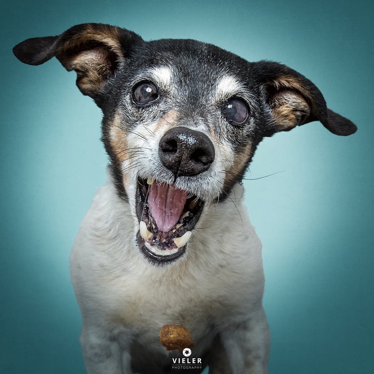 Dogs Catching Treats Photo Series | POPSUGAR UK Parenting Photo 55