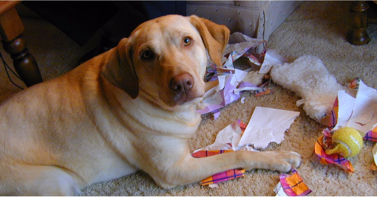 Animals Causing Trouble GIFs | POPSUGAR Tech