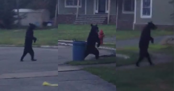 Bear Walking Like a Human | Video | POPSUGAR Celebrity