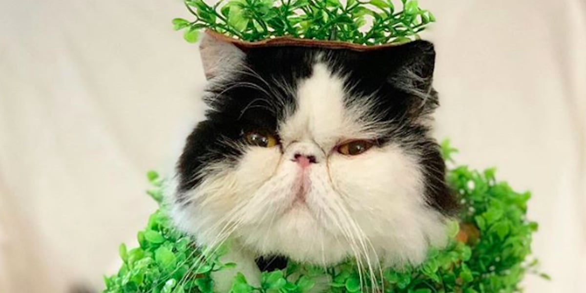 Cat Dressed as a Chia Pet For Halloween | PS Pets