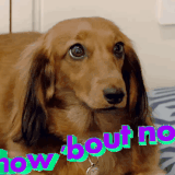 Types of Dog Owners You Meet | POPSUGAR Pets