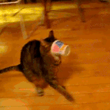 Funny Cat GIFs | POPSUGAR Tech