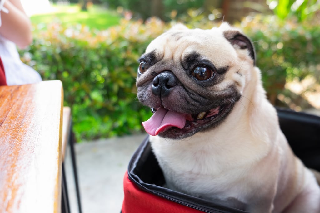 Cute Pictures of Pugs | POPSUGAR Pets
