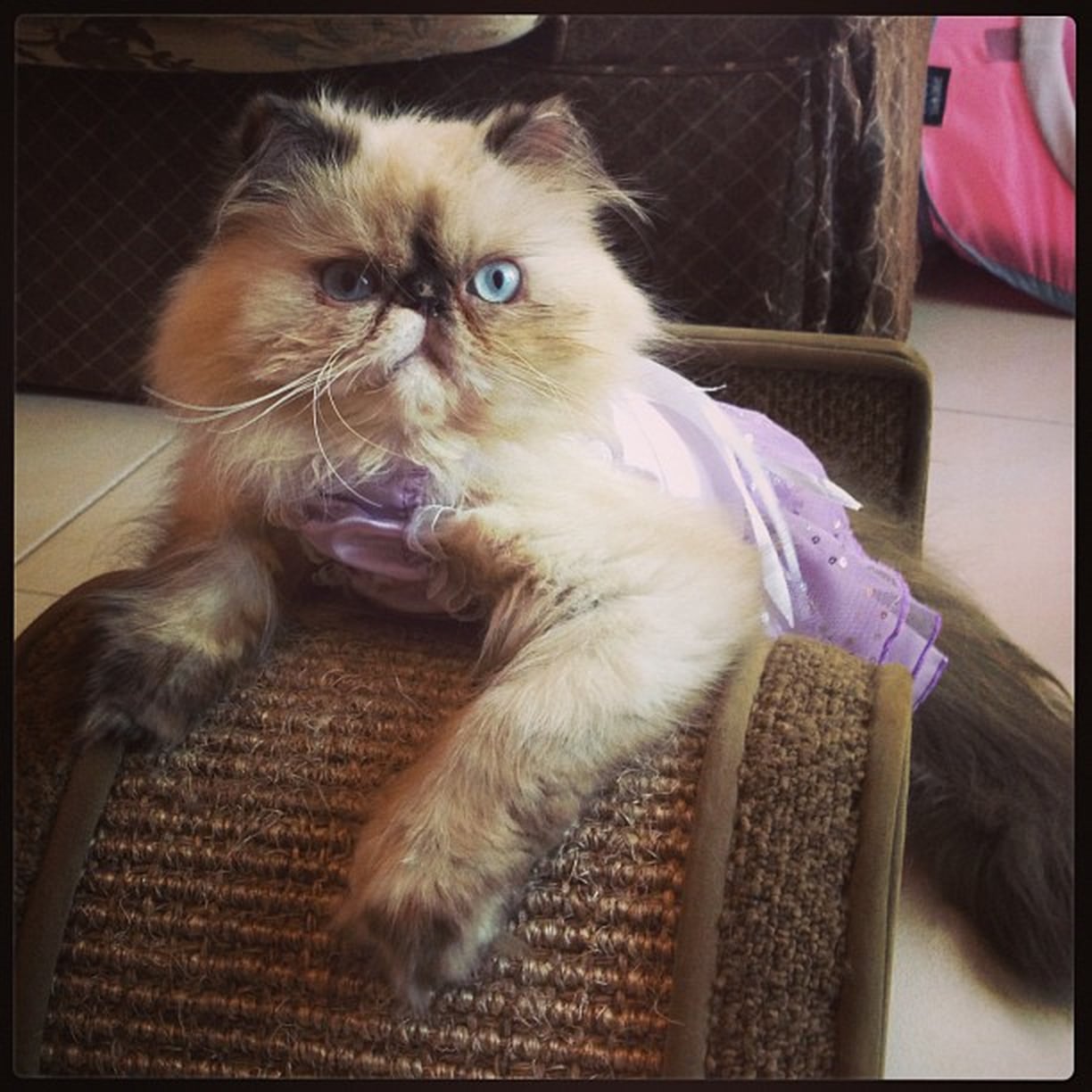 Dressed-Up Pets | PS Pets