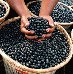 Why Acai Is Good For You | POPSUGAR Fitness