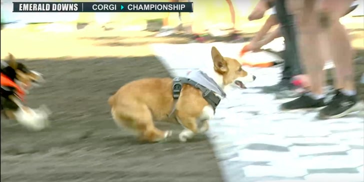 Corgi Racing Video | POPSUGAR Pets