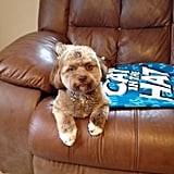 The Dog That Looks Like a Person | POPSUGAR News