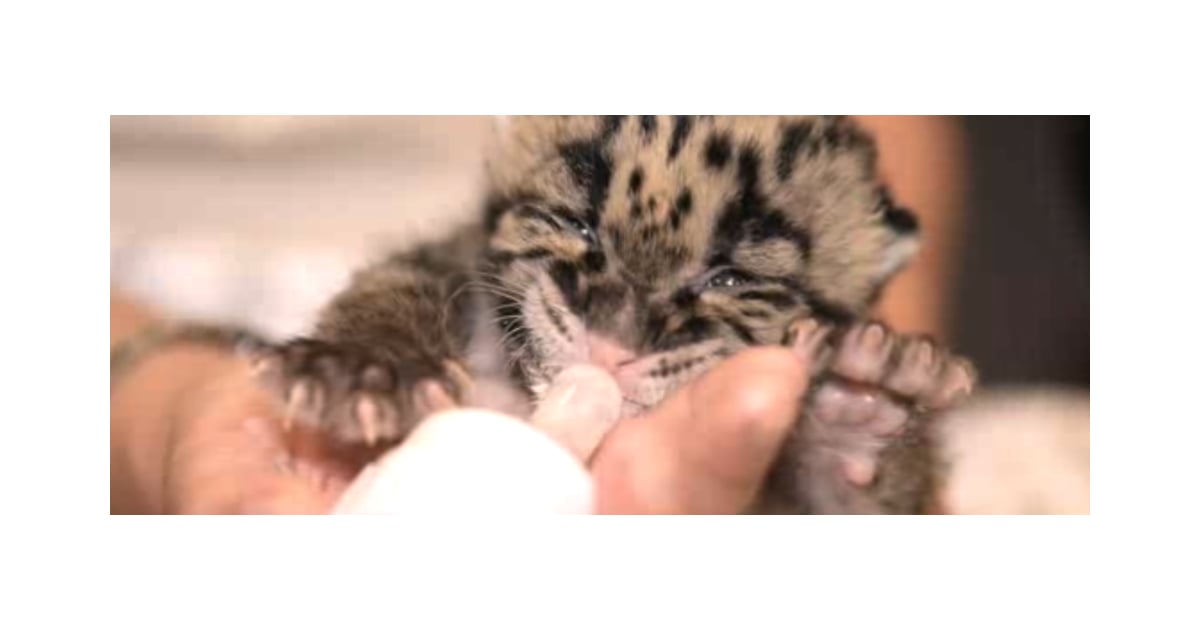Endangered Clouded Leopard Cub Video | POPSUGAR Pets