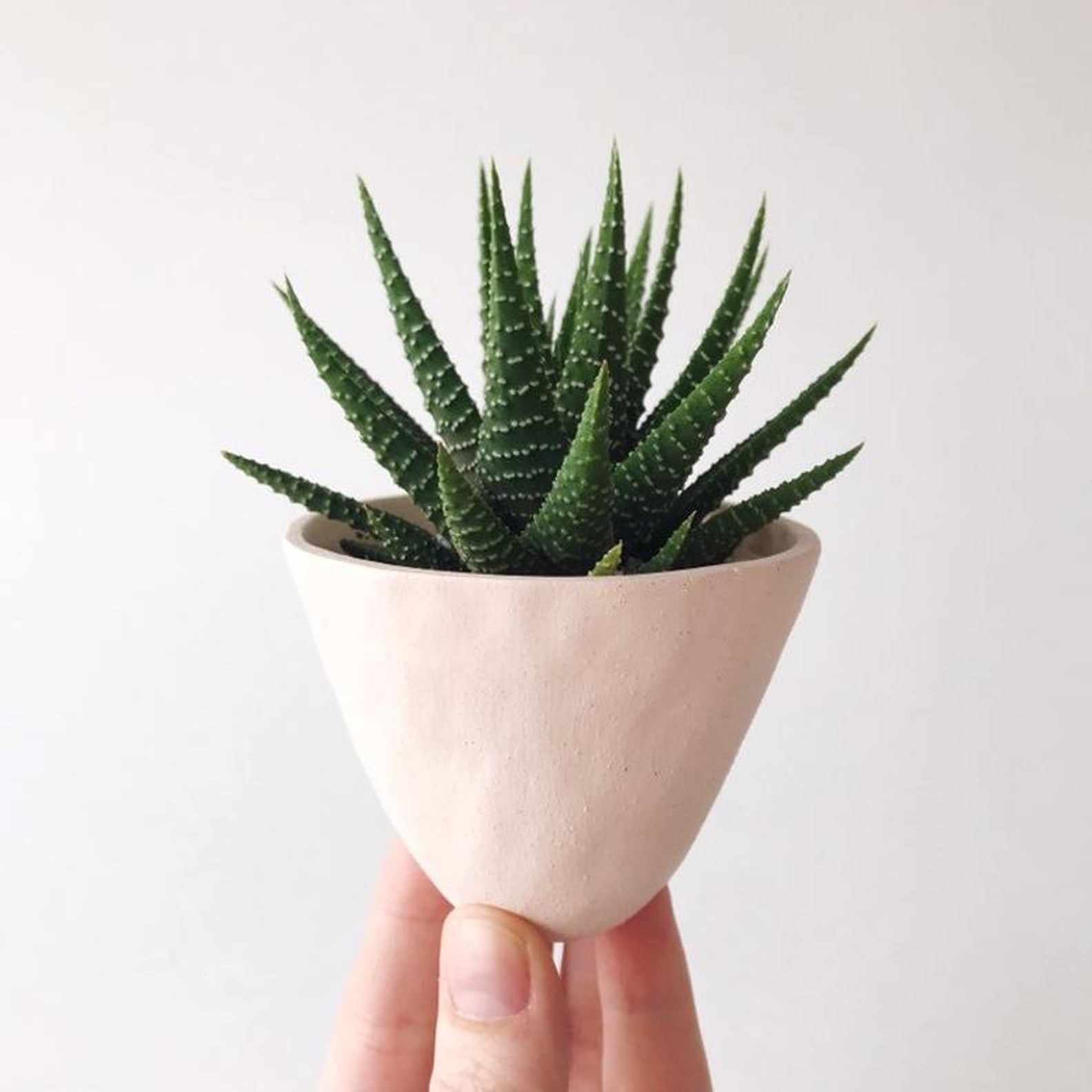 Cute Micro Succulents You Can Buy on Etsy | PS Home
