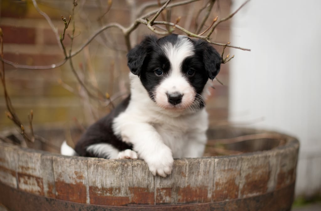 Cute Pictures of Border Collies | POPSUGAR Pets