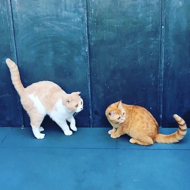 Ed Sheeran's Cat Instagram | PS Celebrity