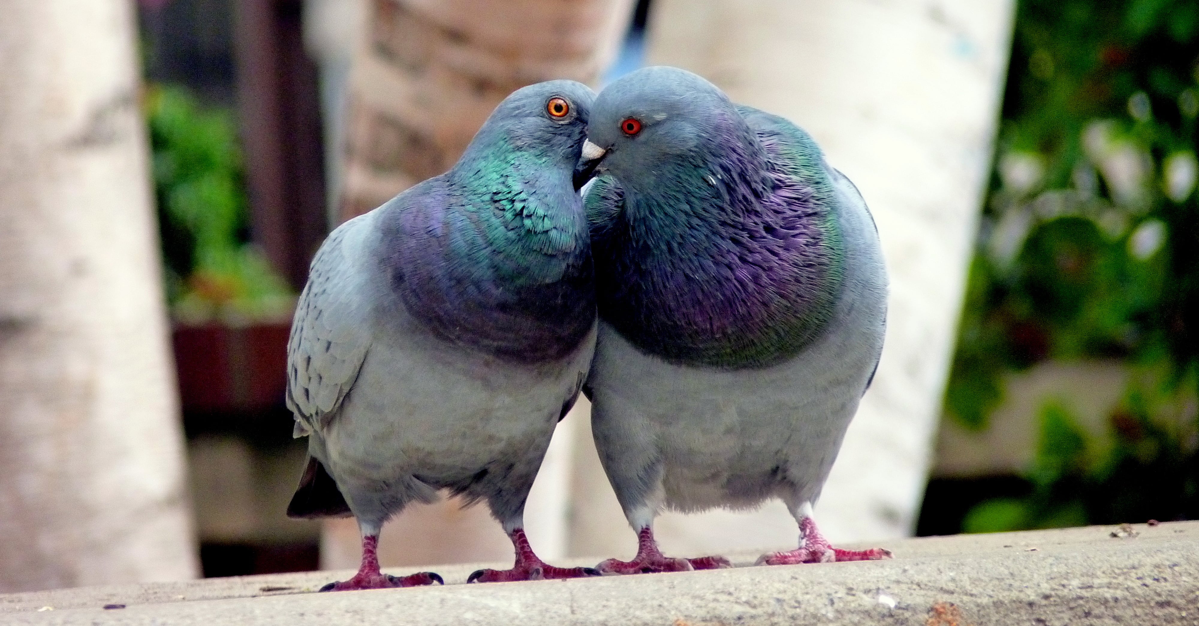 Facts About Love | PS Love