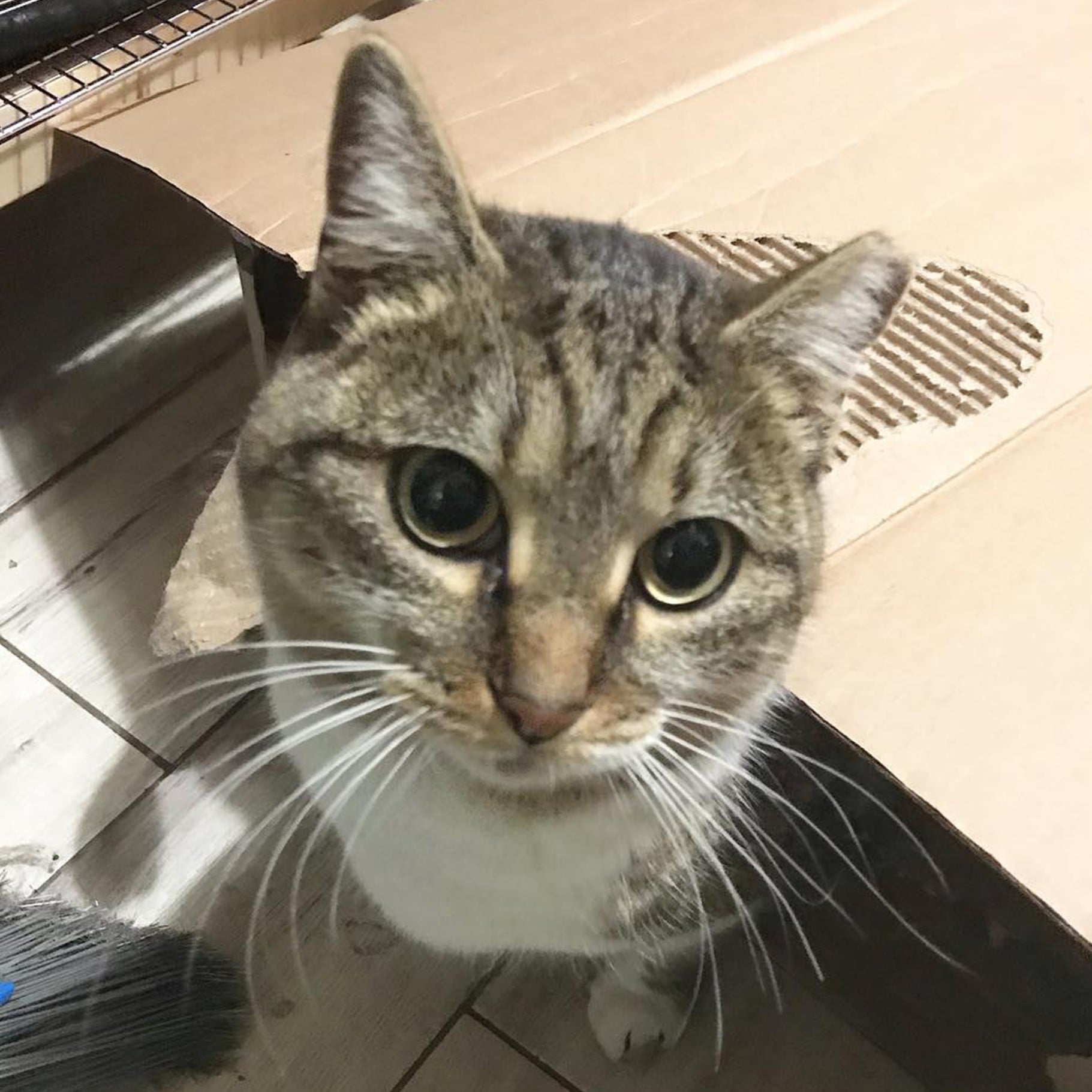 Stray Cat Scratches Window During Polar Vortex Snow Squall | PS Family