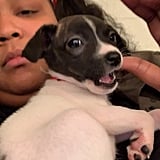Lizzo's Crew Member Adopts a Rescue Puppy While on Tour | POPSUGAR Pets