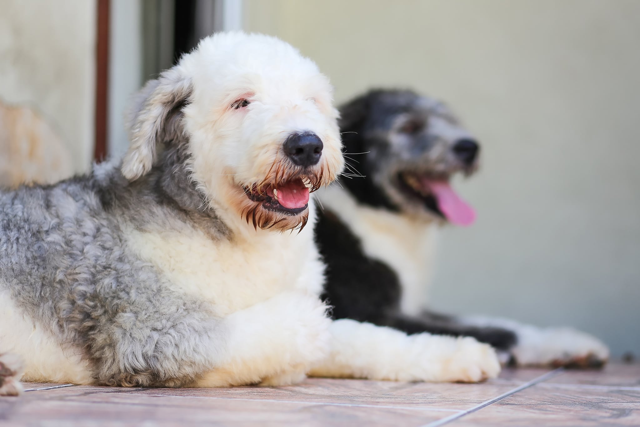 Are Old English Sheepdogs Good Family Pets
