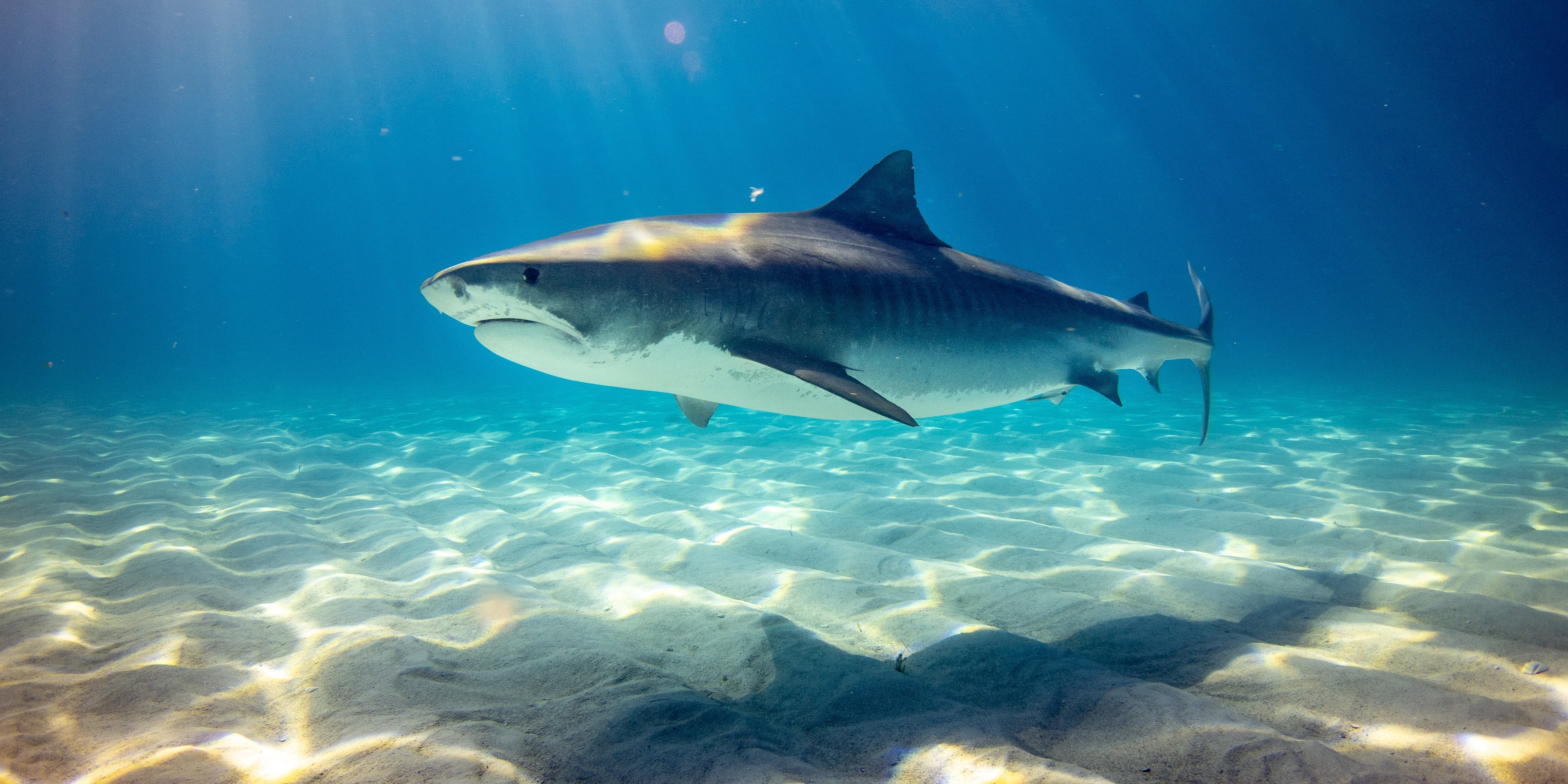 Discovery Shark Week 2019 Lineup | PS Smart Living