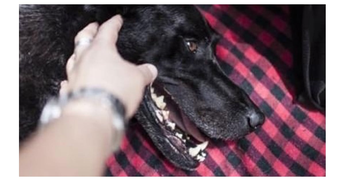 Dying Dog's Last Day Photo Series | POPSUGAR Pets