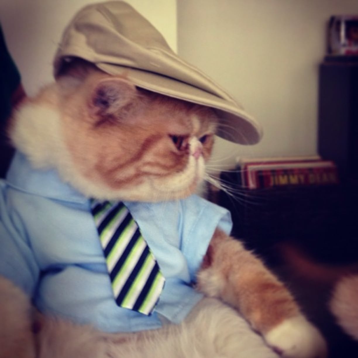 Meet Colonel Handsome Mustard the Cat | PS Pets