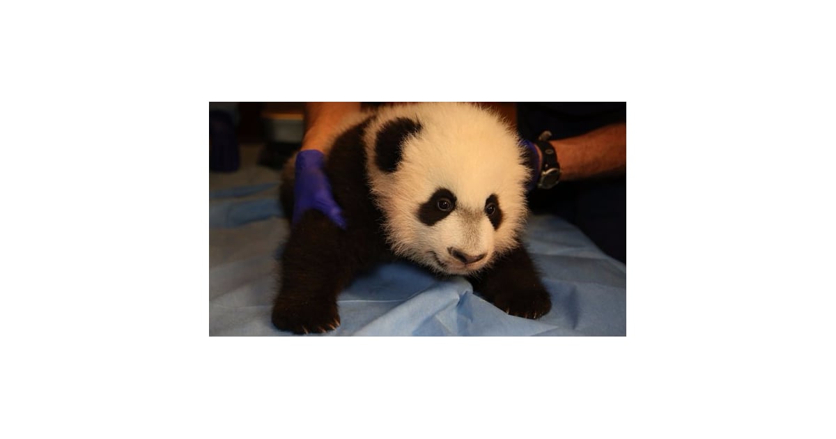 Bei Bei Panda Debut at National Zoo | Video | POPSUGAR Pets