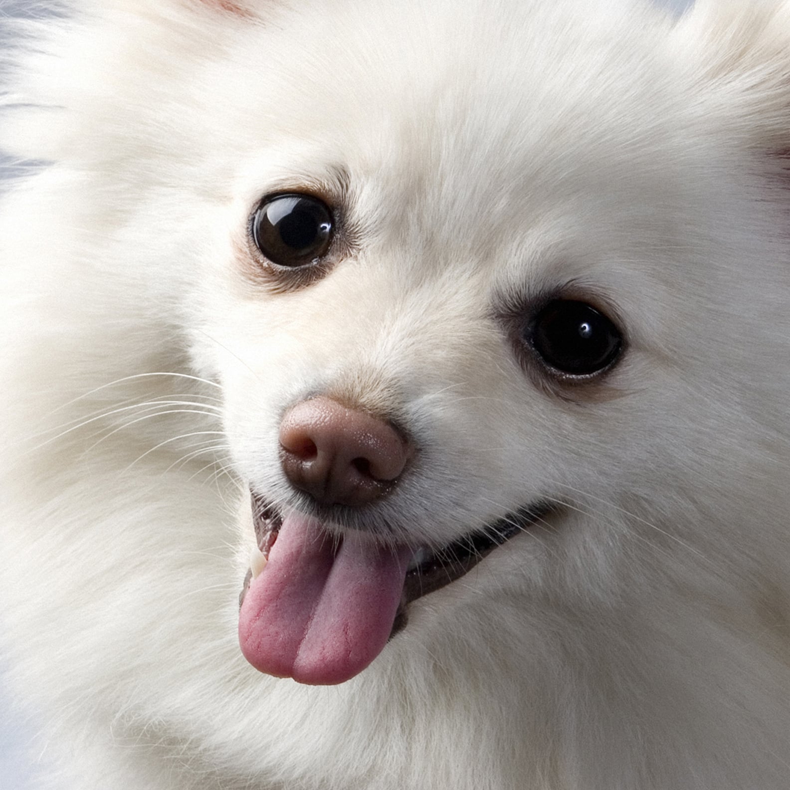 Celebrity Animal Doppelgangers | PS Pets