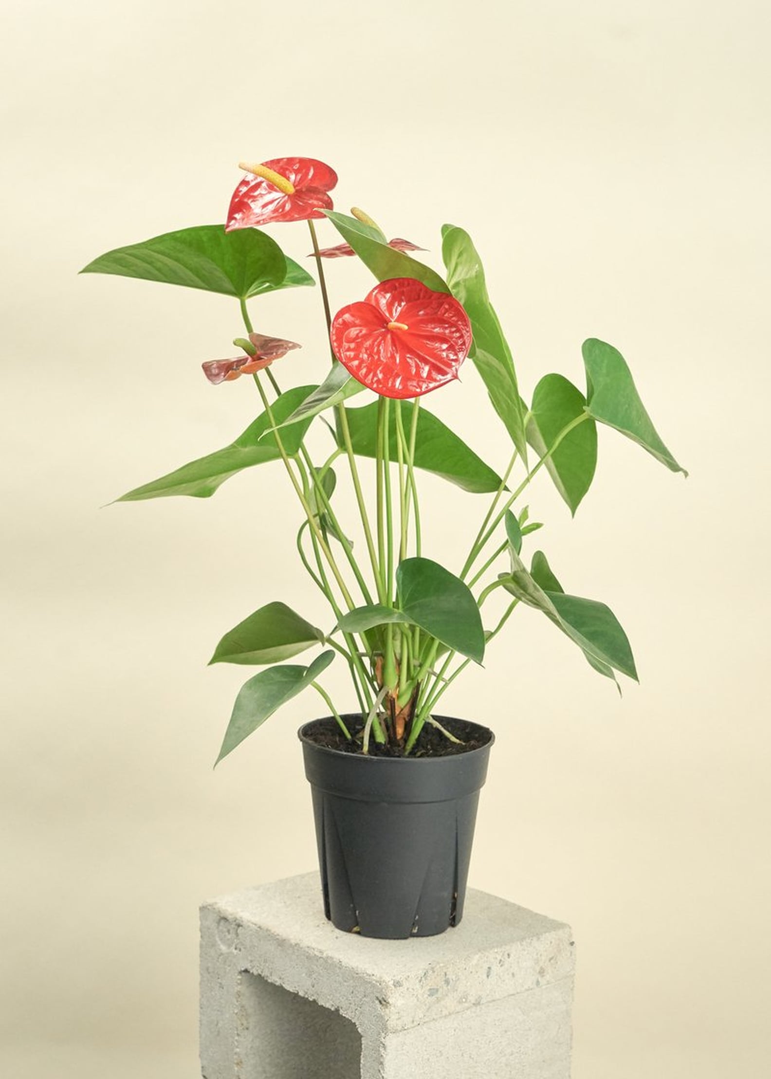 Best Indoor Plants For Dorms | PS Home