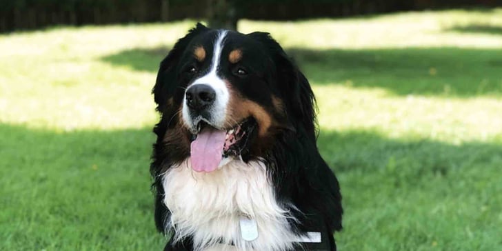 Cutest Bernese Mountain Dog Photos | POPSUGAR UK Pets