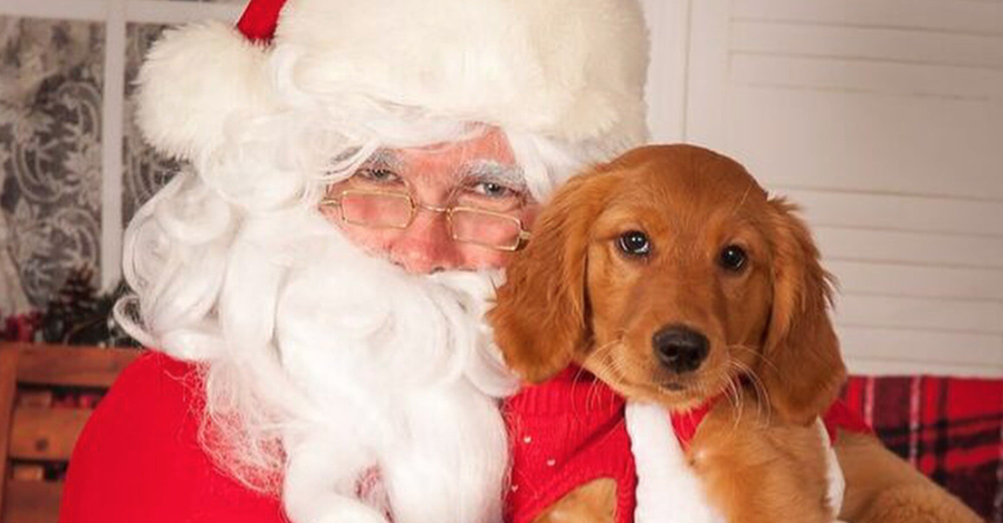 Pictures of Dogs With Santa | POPSUGAR Family