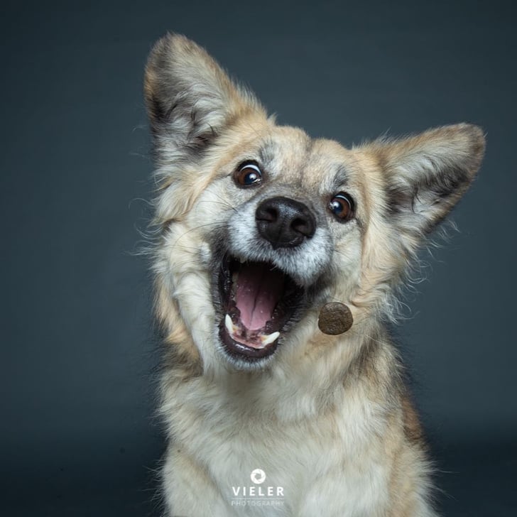 Dogs Catching Treats Photo Series | POPSUGAR UK Parenting Photo 18