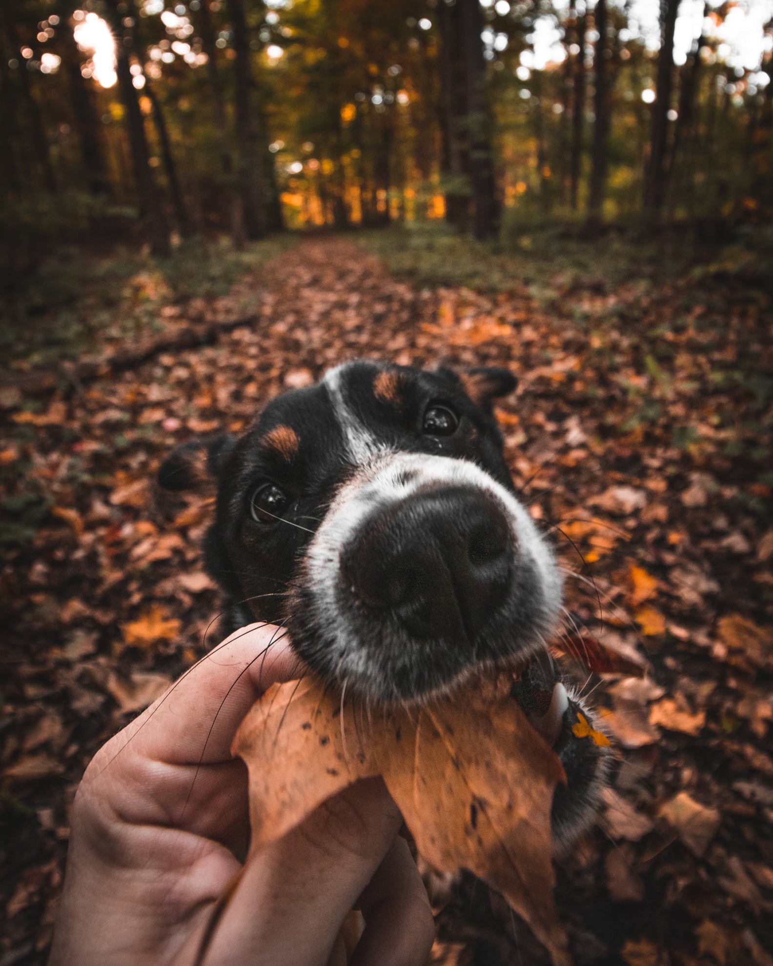 Cute Photos of Dogs in the Fall | PS Pets