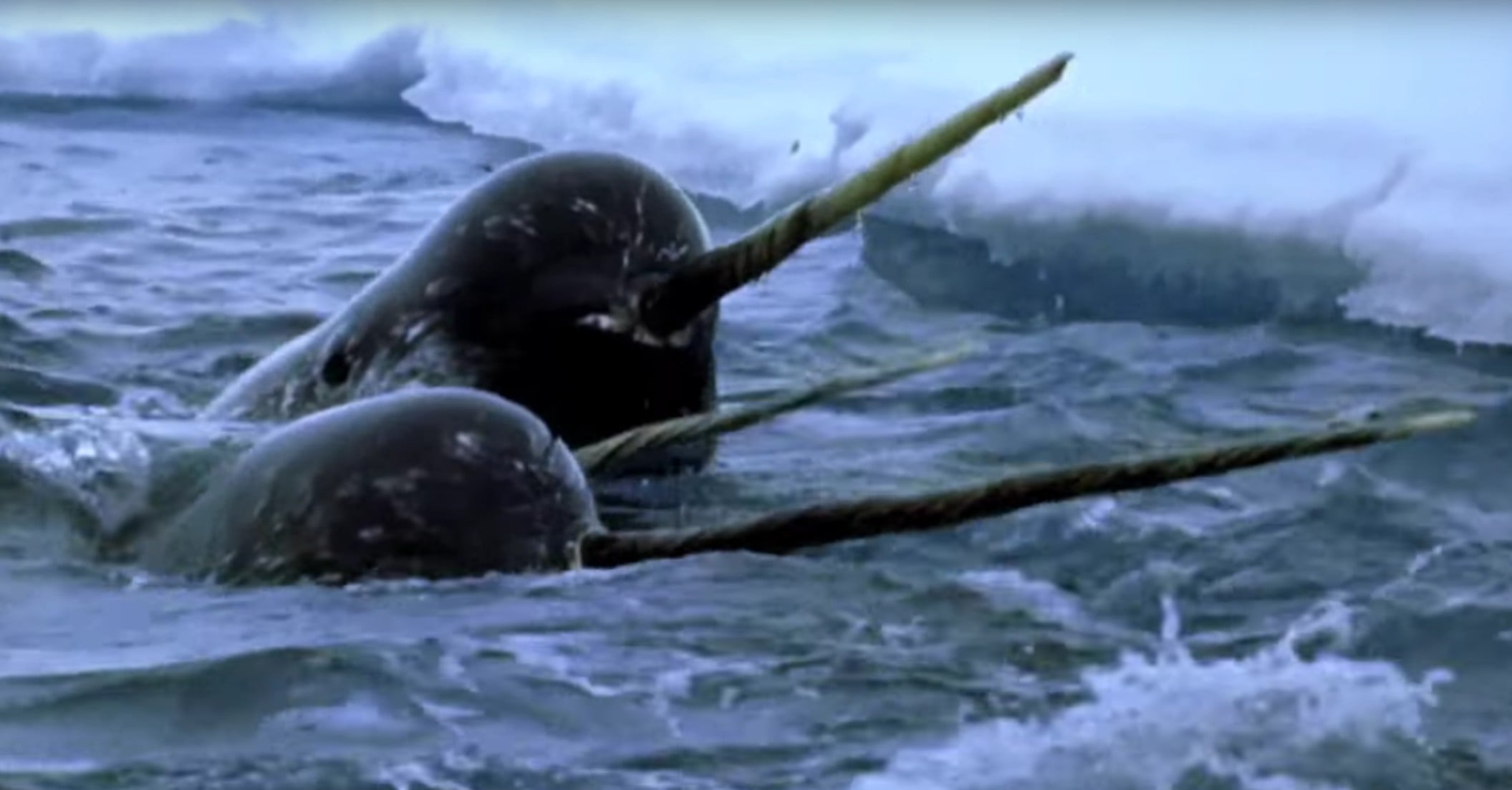 Narwhal Safari in Arctic Canada | PS Smart Living