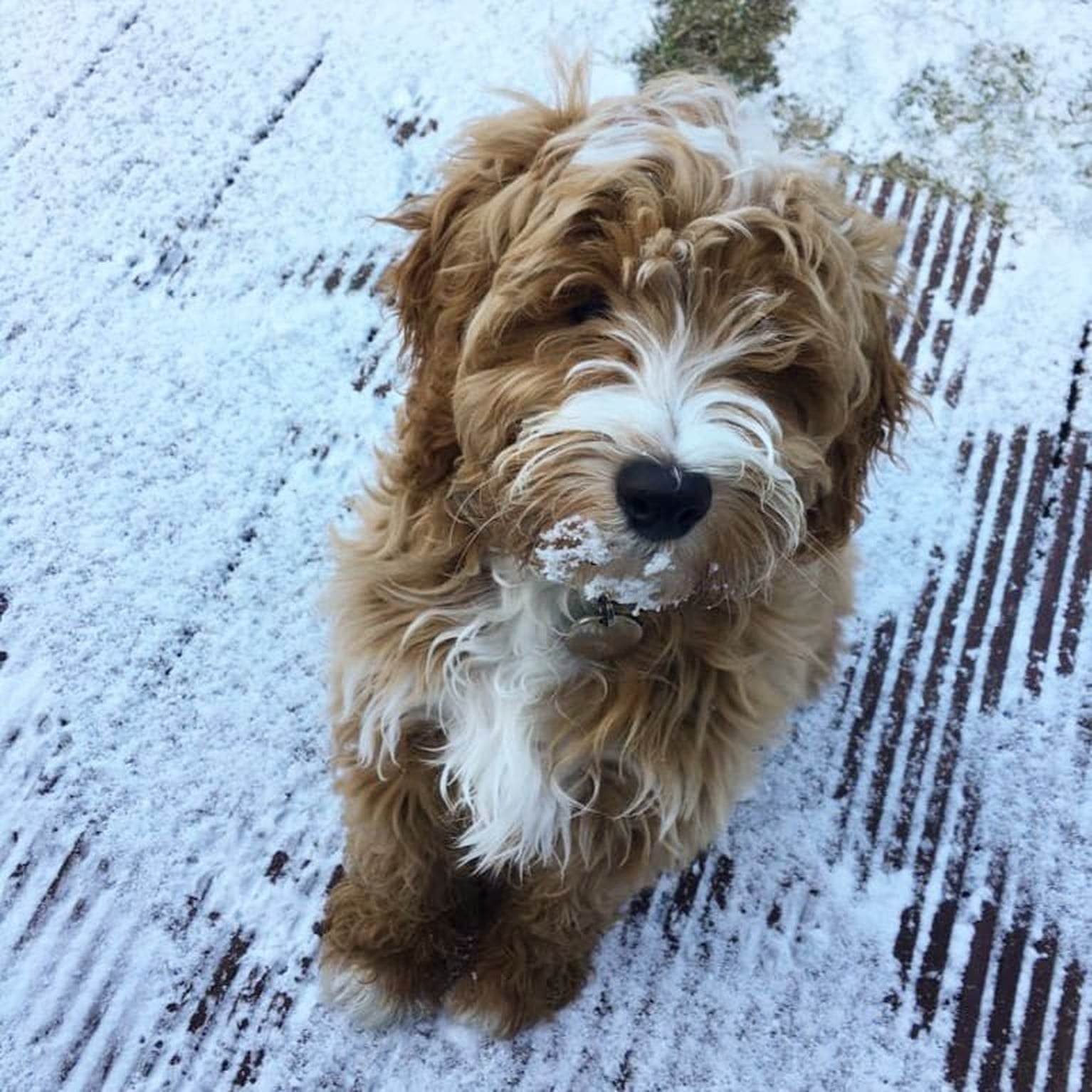 Photos of Pets in the Snow | PS UK Smart Living