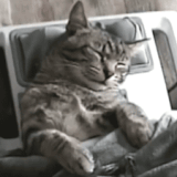 Funny Cat GIFs | POPSUGAR Tech