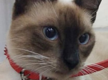 Leon the Cat Becomes a Lawyer After People Complained | POPSUGAR Pets